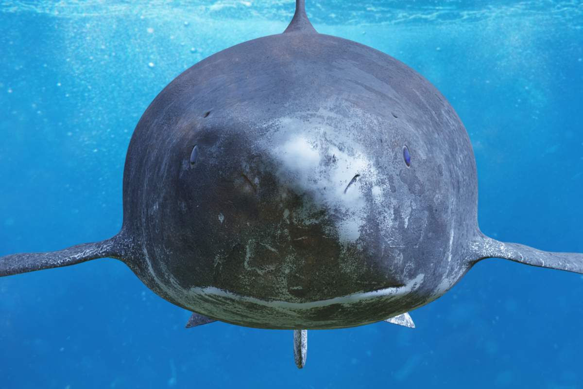 Quels sont les types de requins qui existent dans le monde ? - Voyages ...